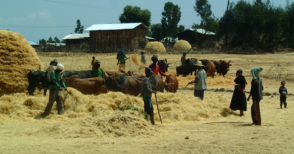Fertilizers Will Not Fix Africa’s Food Crisis | Heinrich Böll Stiftung