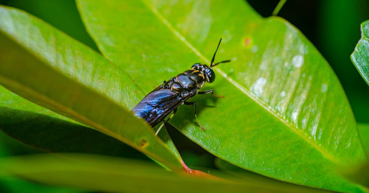 Cambodia: Black Soldier Fly Turns Waste Into Agricultural Resources ...