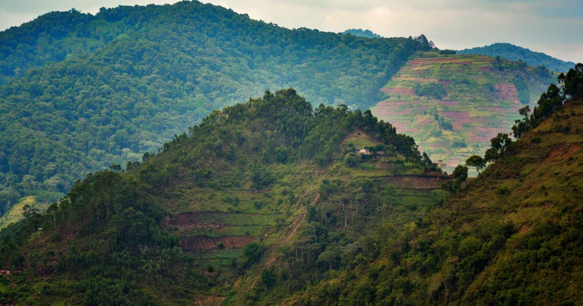 REDD: The pitfalls of market-compliant forest conservation | Heinrich ...