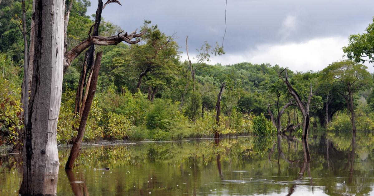 Was ist Amazonien überhaupt? | Heinrich-Böll-Stiftung