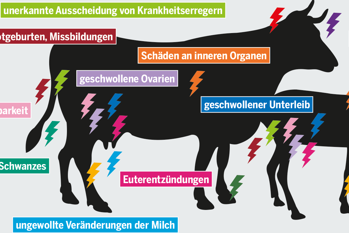 Das Geschäft mit den Genen: Genmanipulation bei Tieren | Heinrich-Böll ...